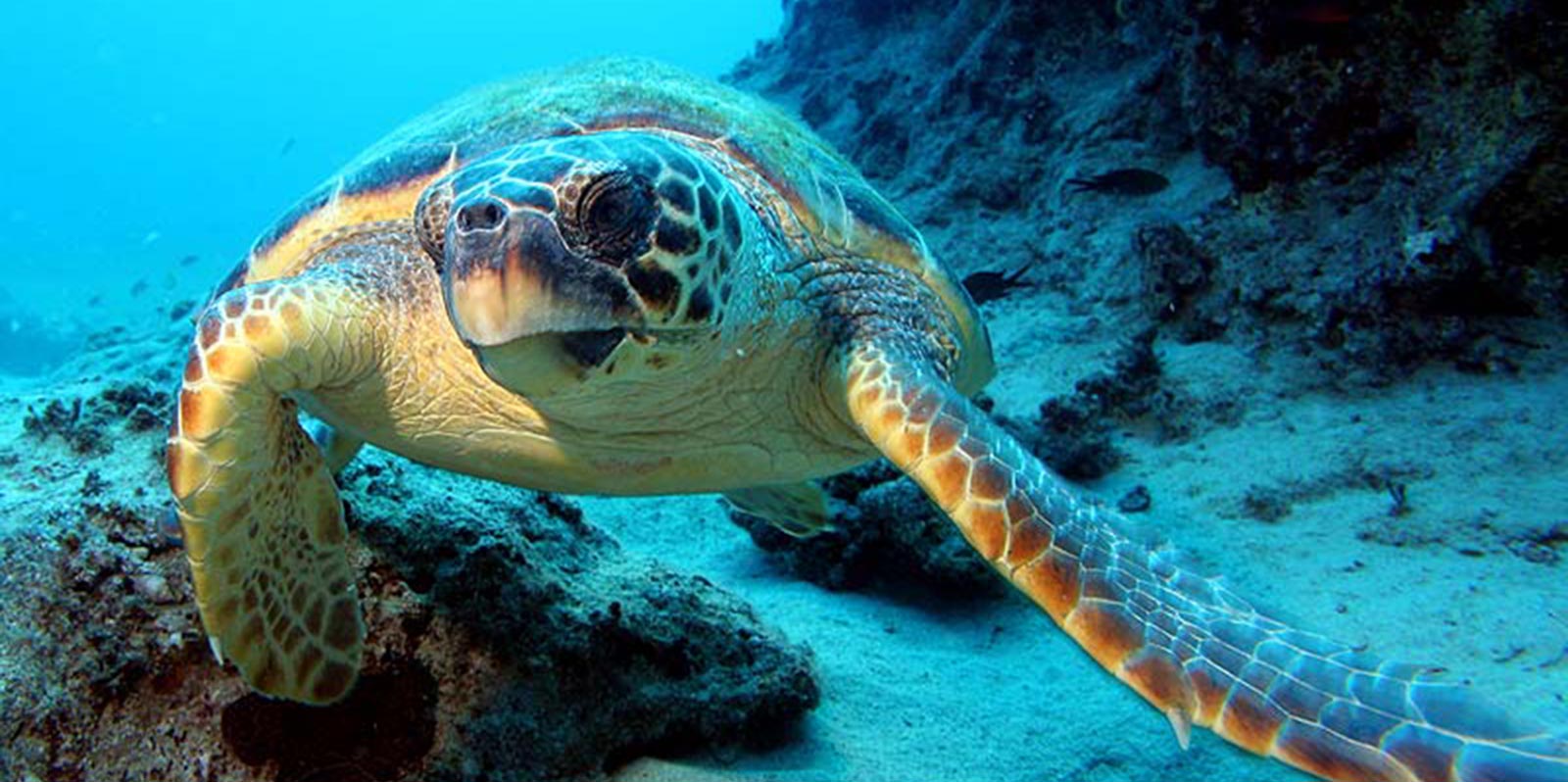 Homepage - Kas Diving