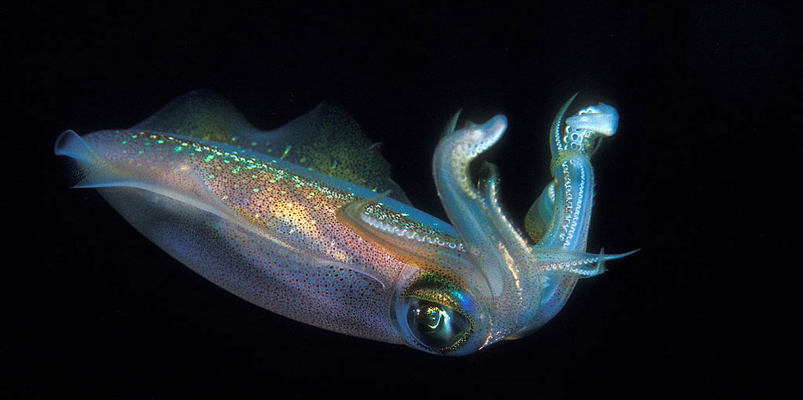 Startseite - Kas Diving®