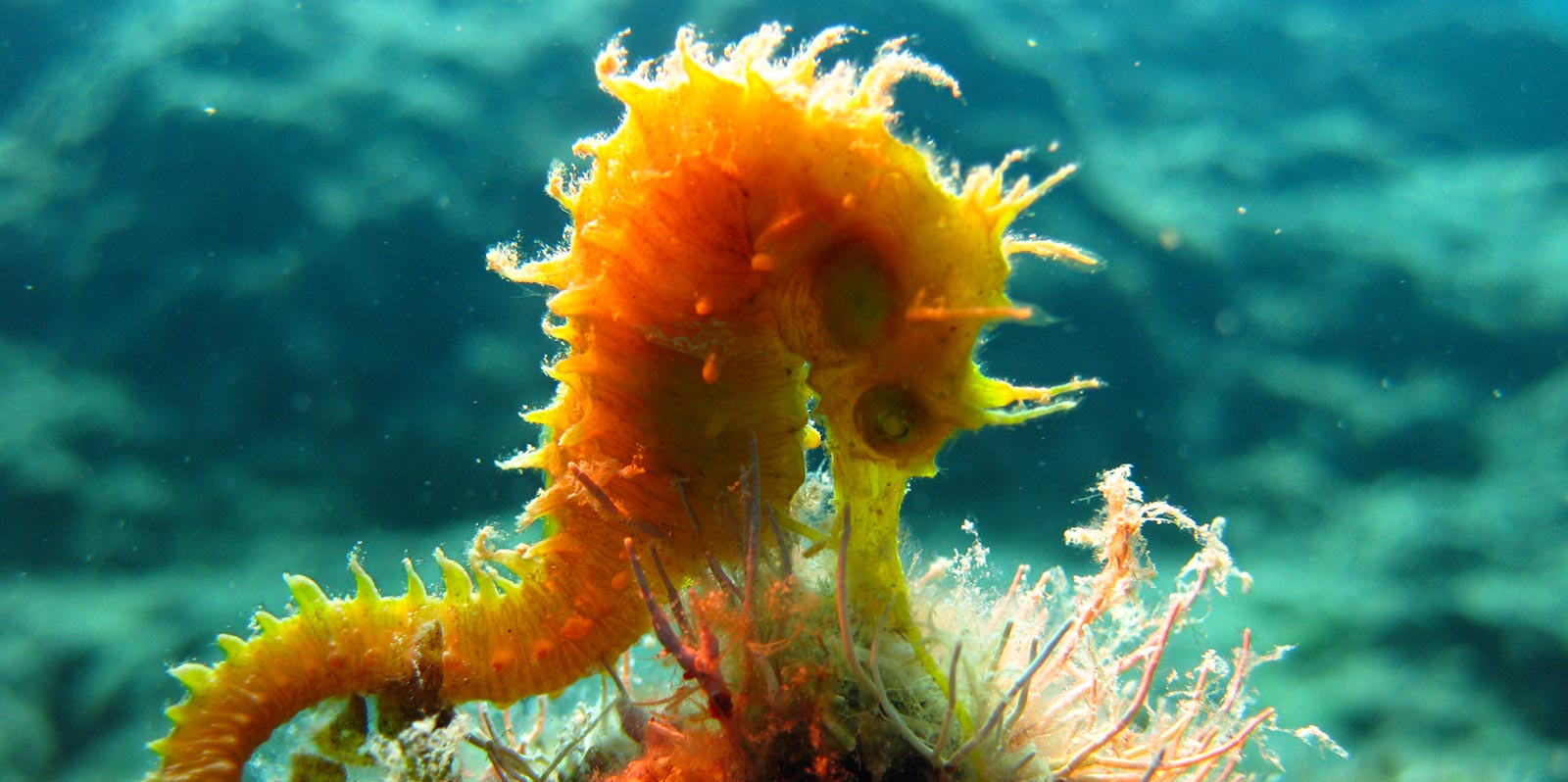 Startseite - Kas Diving®