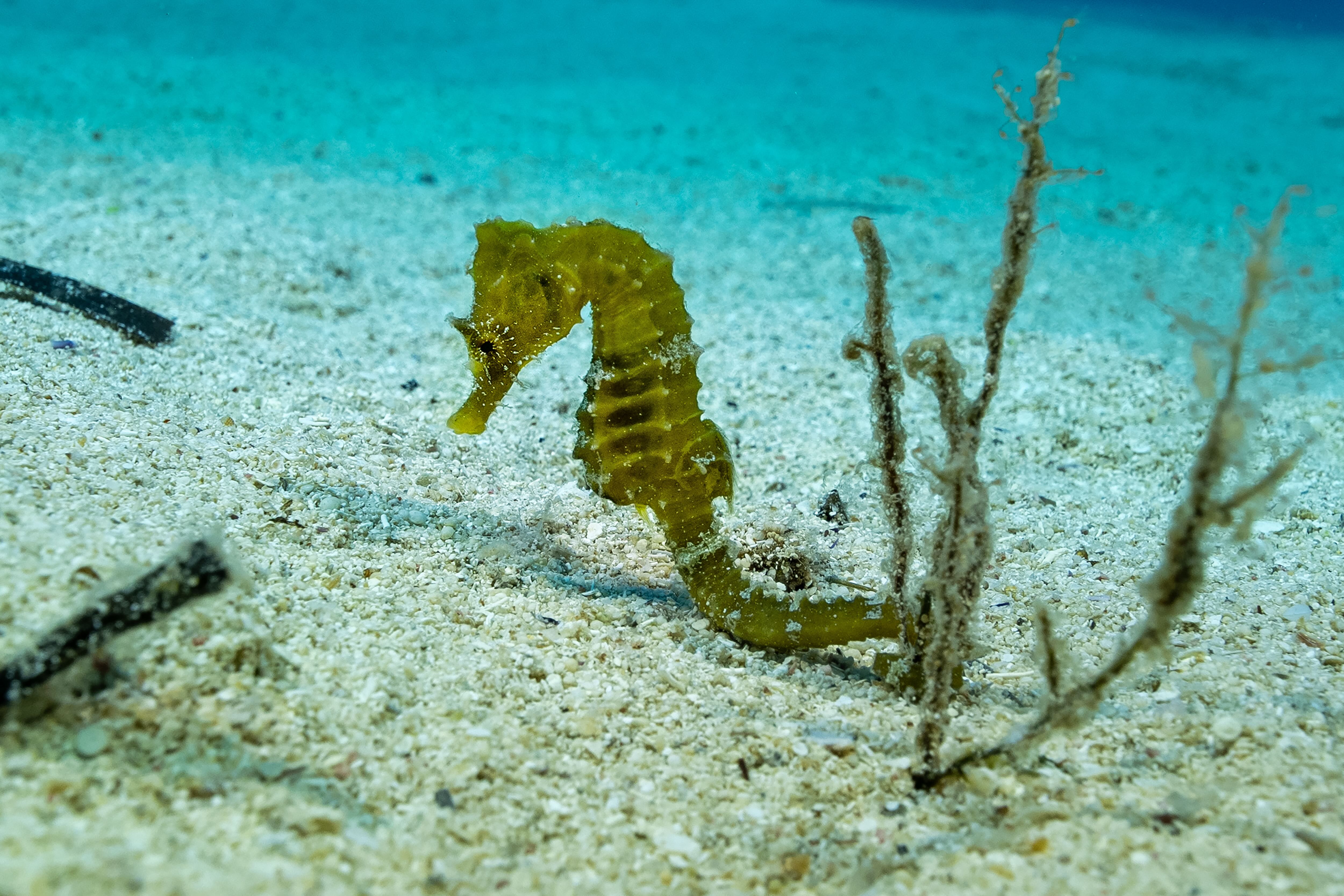 Startseite - Kas Diving®